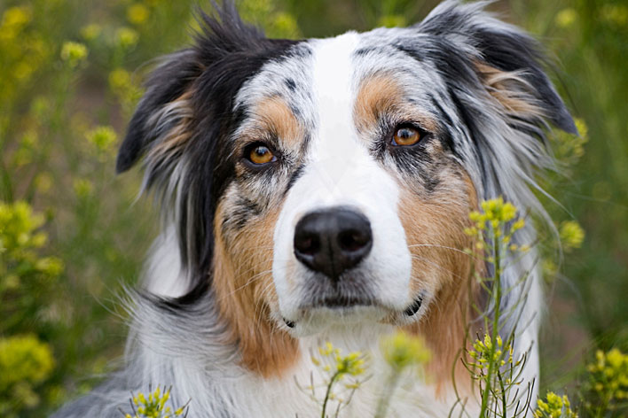 Pastor Australiano. | Australian shepherd, Australian shepherd dogs ...